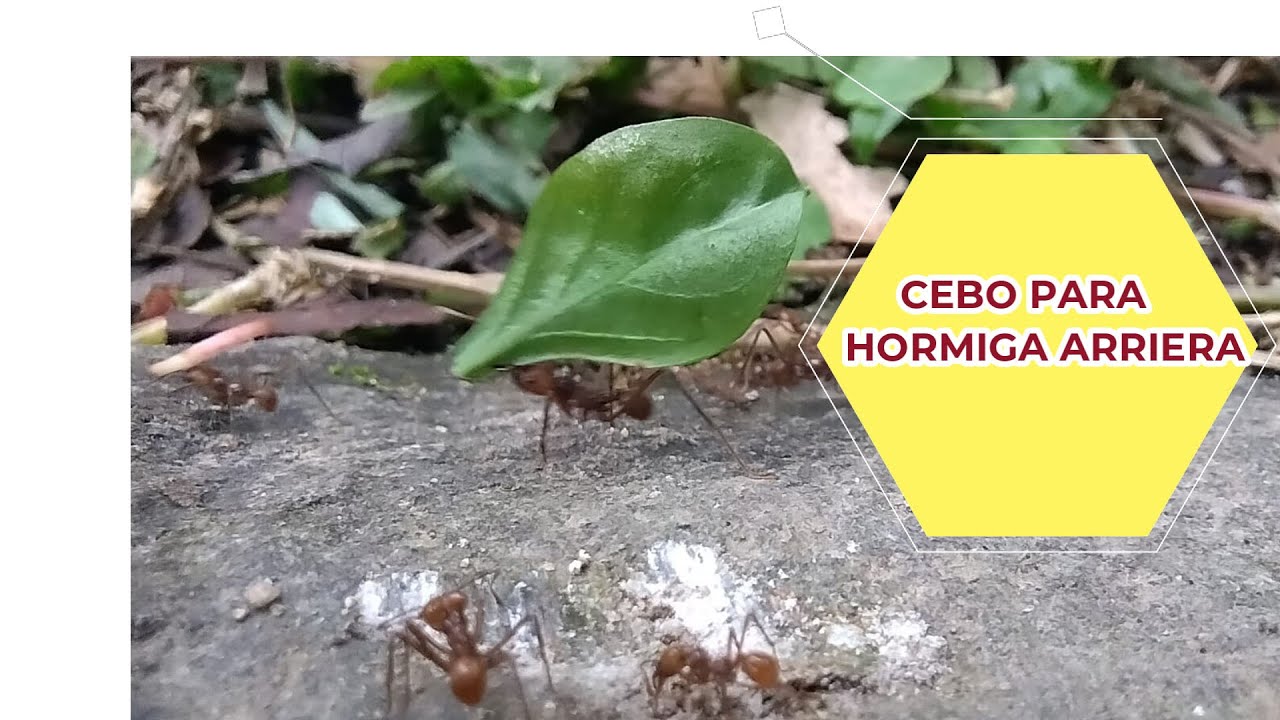 como controlar HORMIGA ARRIERA O CORTADORA - YouTube