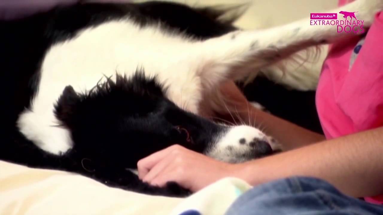 Dog rescue videos Mist Extraordinary Moments - YouTube