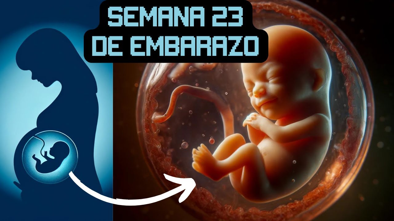 Semana 23 de embarazo - Crecimiento del bebé, síntomas y ...