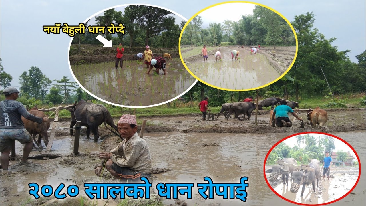 Dhan ropai vlog २०८०//paddy planting starting in Village🌾🌾🌾 - YouTube