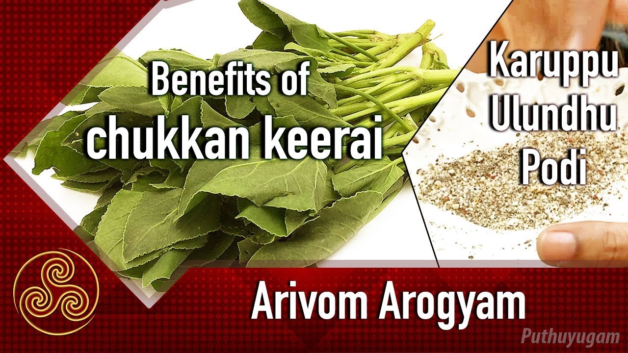 Health benefits of Sukkan Keerai | Black Urad Dal Milagai Podi | Arivom ...