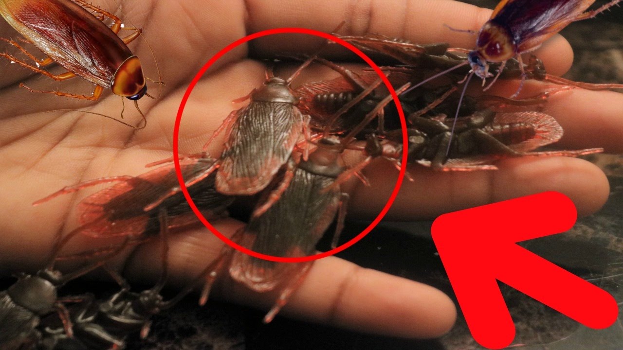 COCKROACHES FOR DINNER PRANK ON GIRLFRIEND (RIP HEADPHONE USERS)|KSG - YouTube