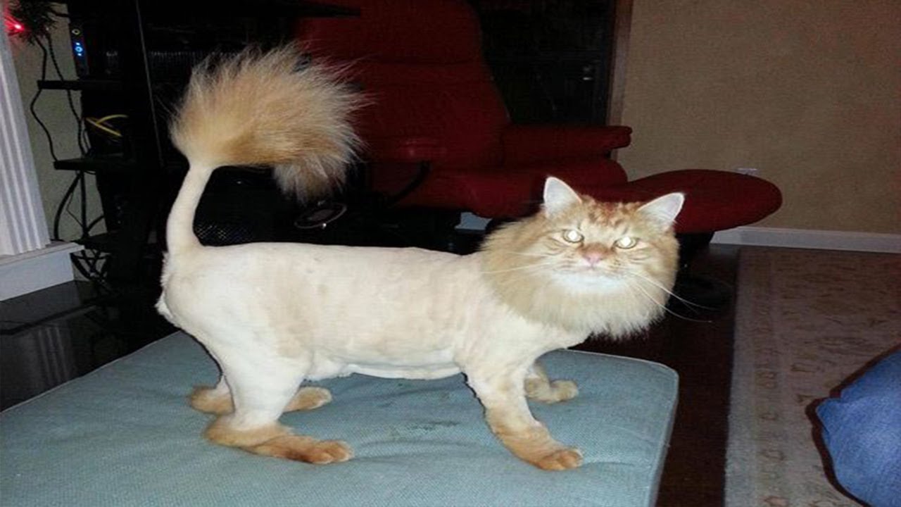 Cats With Zero Brain Activity 😂 Funniest Cats Videos 2025 😹 Part 20 ...