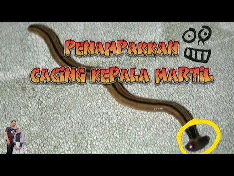 Cacing Kepala Martil Tak Bisa Mati Walaupun Di Potong - YouTube