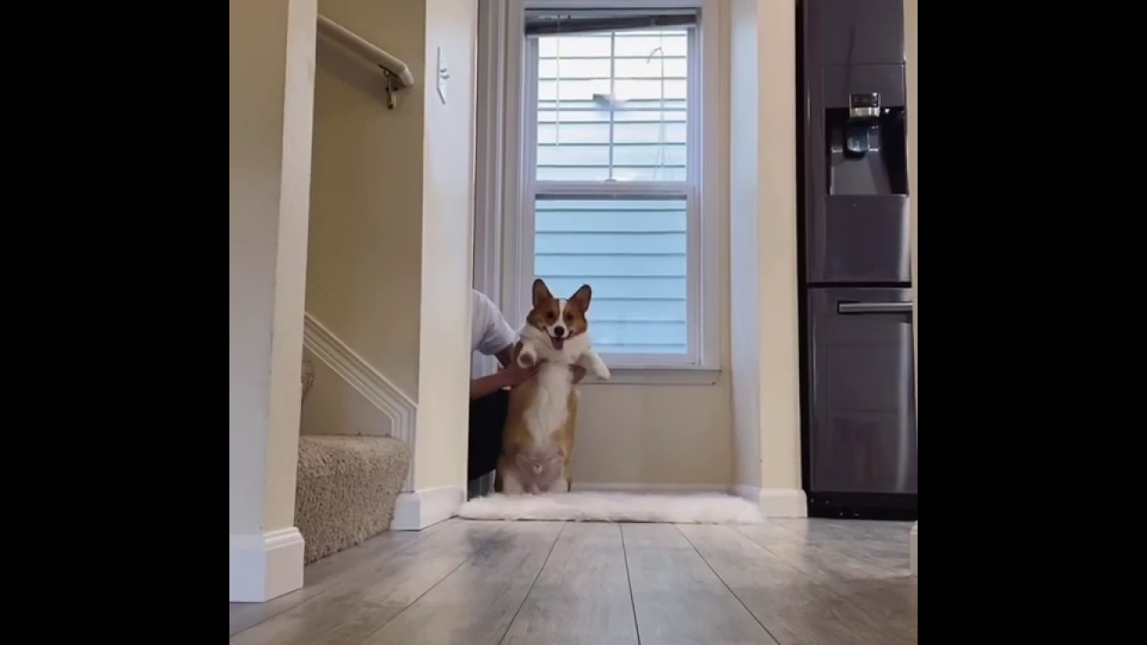 Best Corgi Dance Of The Year - YouTube