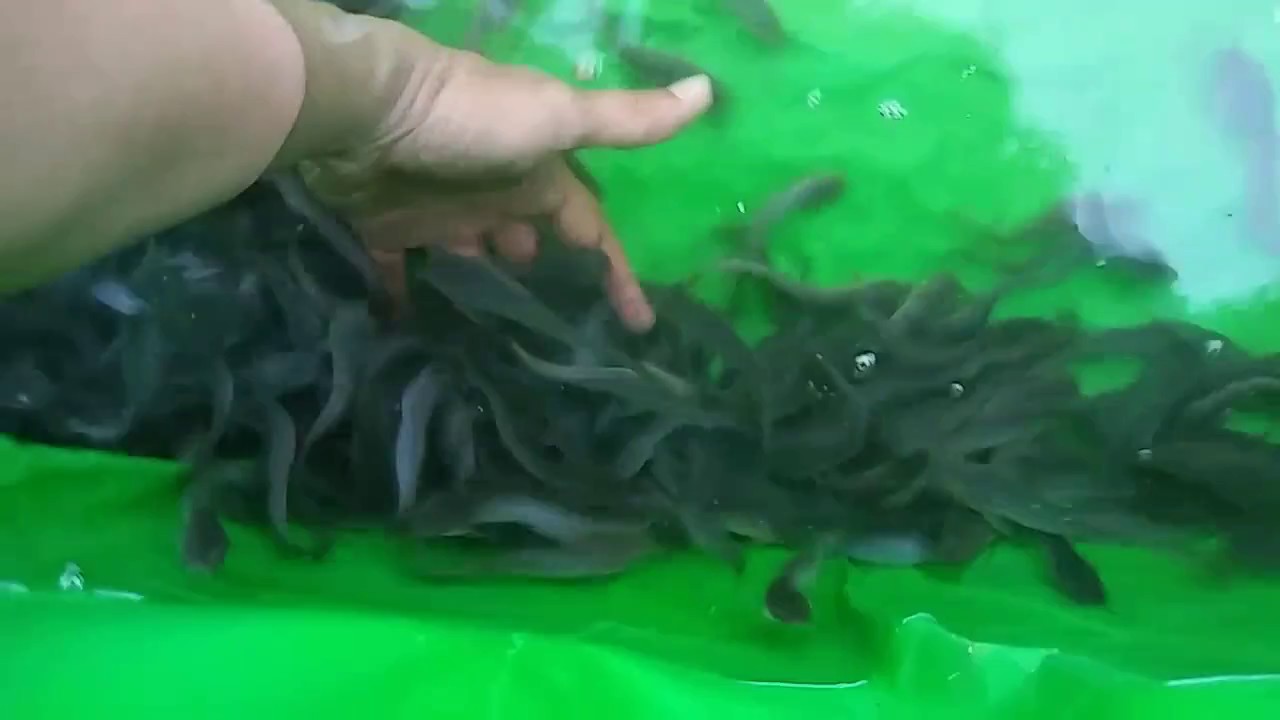 1 cm growth of NORMAL catfish in a week HOW TO raising catfish for ...