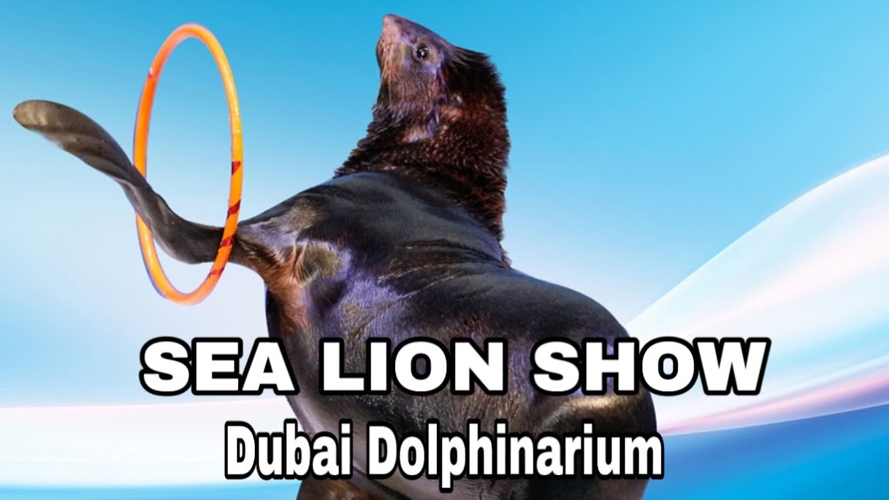 SEA LION KUMAKANTA? // SEA LION SHOW // DUBAI DOLPHINARIUM PART 2 - YouTube
