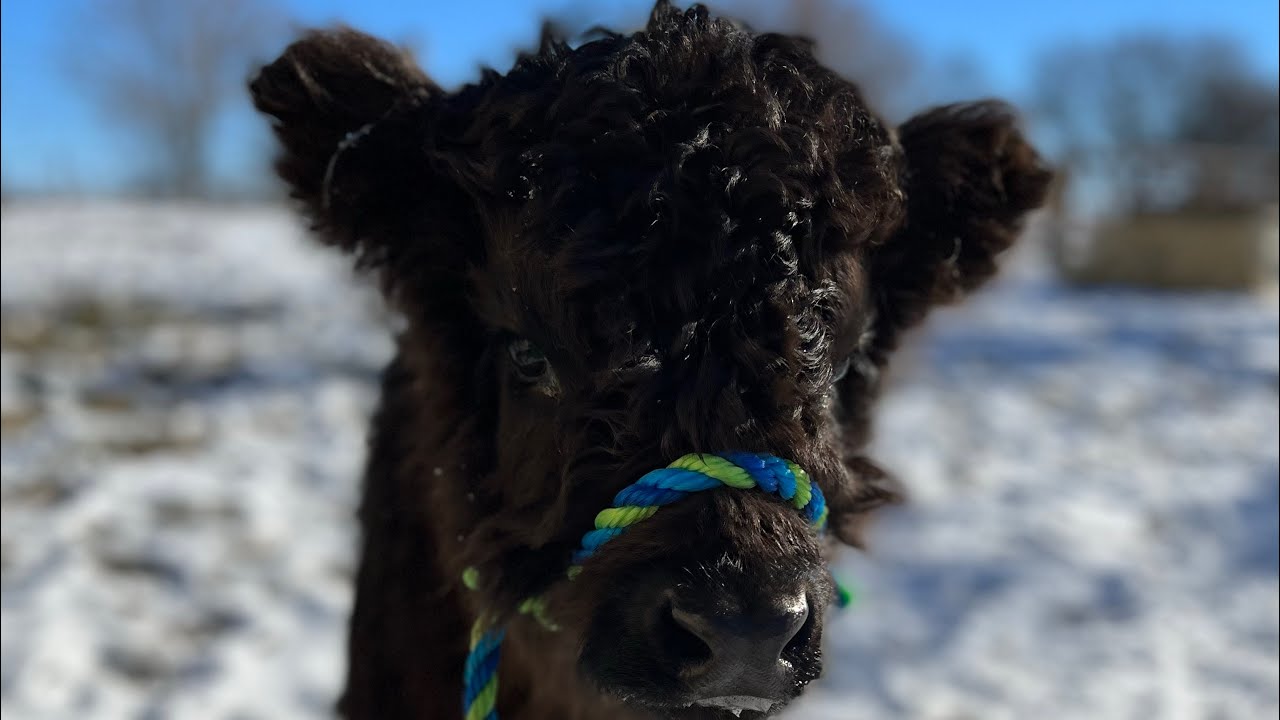 PART 1 of our “What are mini cows” and “how to” guide and tips for ...