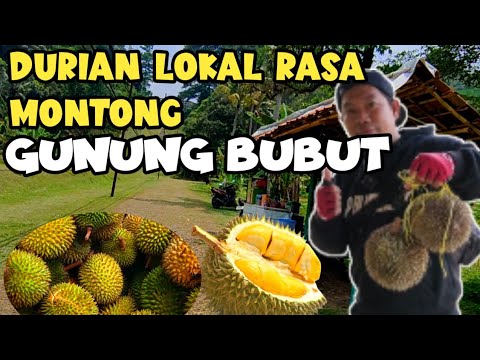 RUTE PERJALANAN BERBURU DURIAN GUNUNG BUBUT PLTA KARACAK - YouTube
