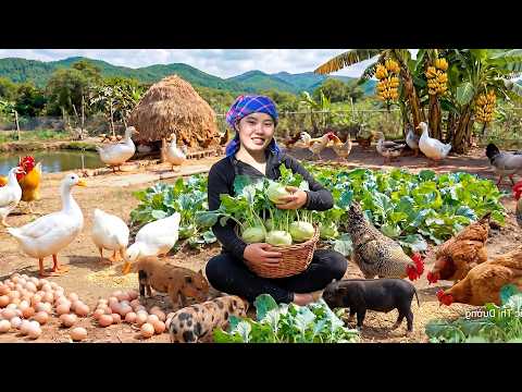 Harvesting 900kg+ Fresh Kohlrabi for Market Sale, Cooking Fried Fish & Kohlrabi Soup for Family