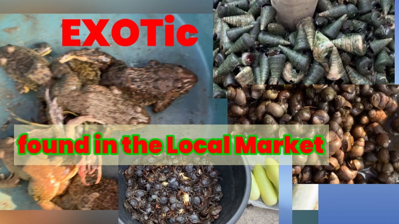 Exotic Food! Let’s Look Around The Local Market - YouTube