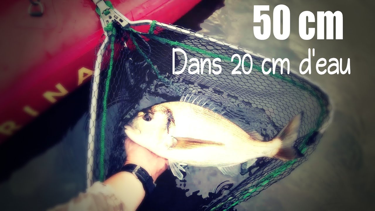 [étang de Thau tenya]un beau poisson de 50 cm dans 20 cm d'eau..? 🤔🤔 ...