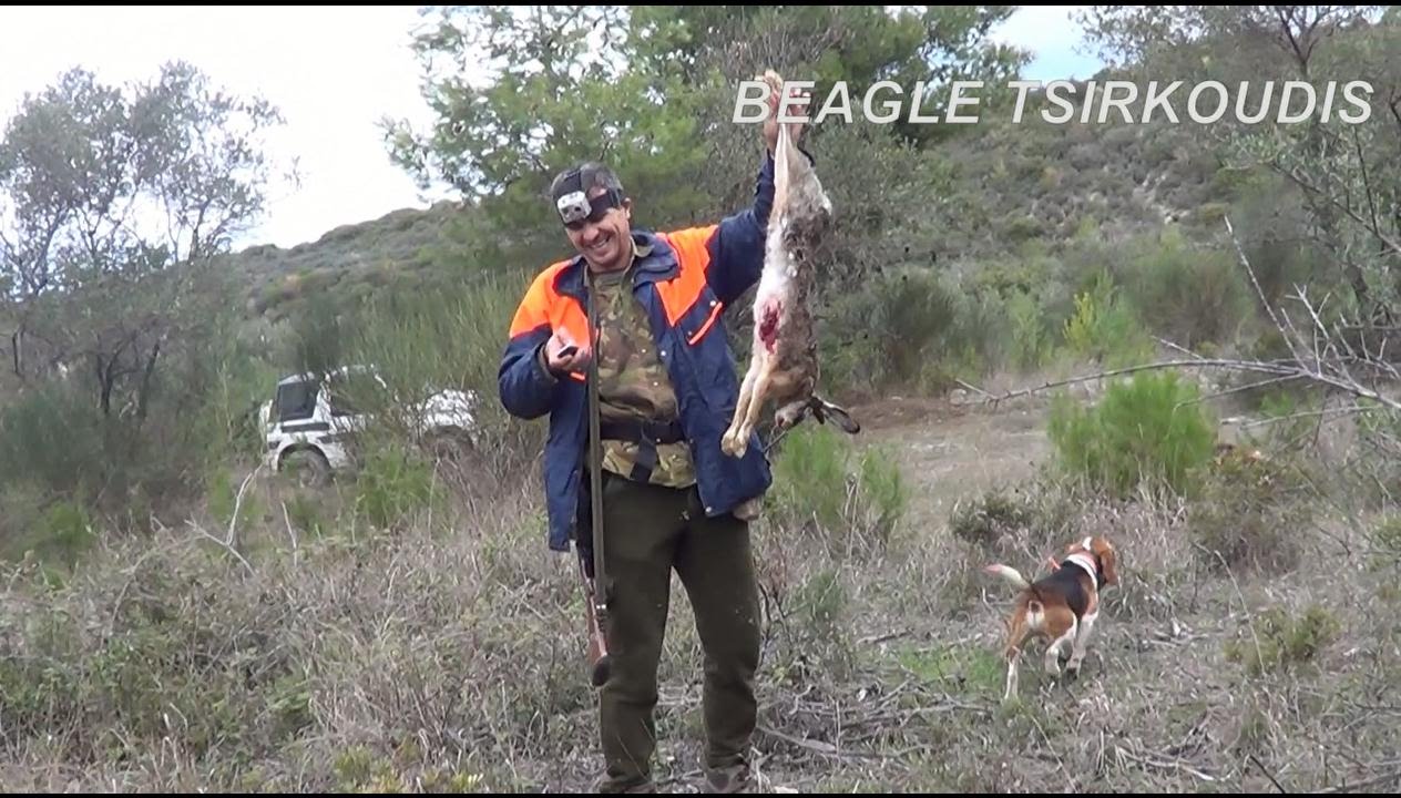 beagle tsirkoudis...κυνήγι λαγού - YouTube