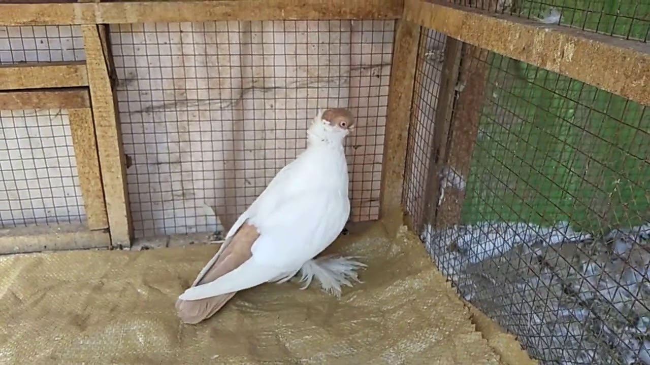 MASHALLAH Yellow Polish Helmet Pigeon Ready To Breed - YouTube
