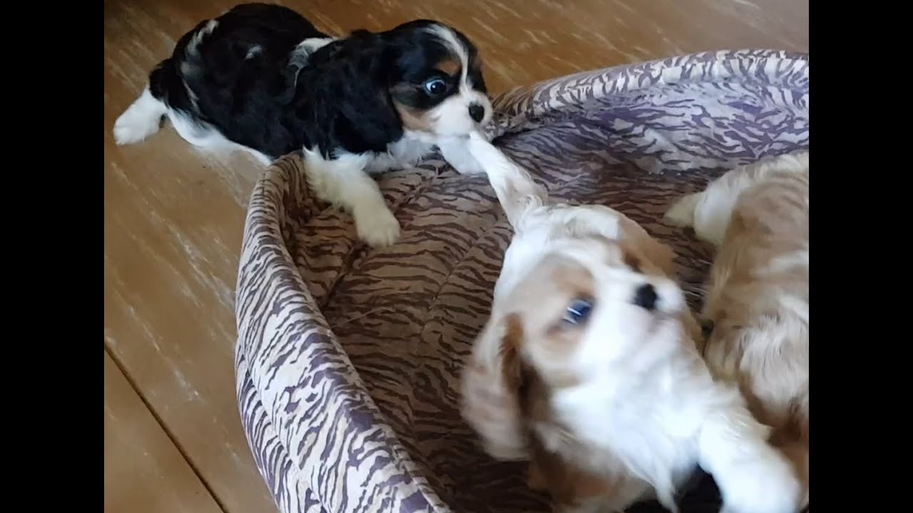 Cute Cavalier puppies Brings You SMILE 😂 Cavalier King Charles spaniel ...
