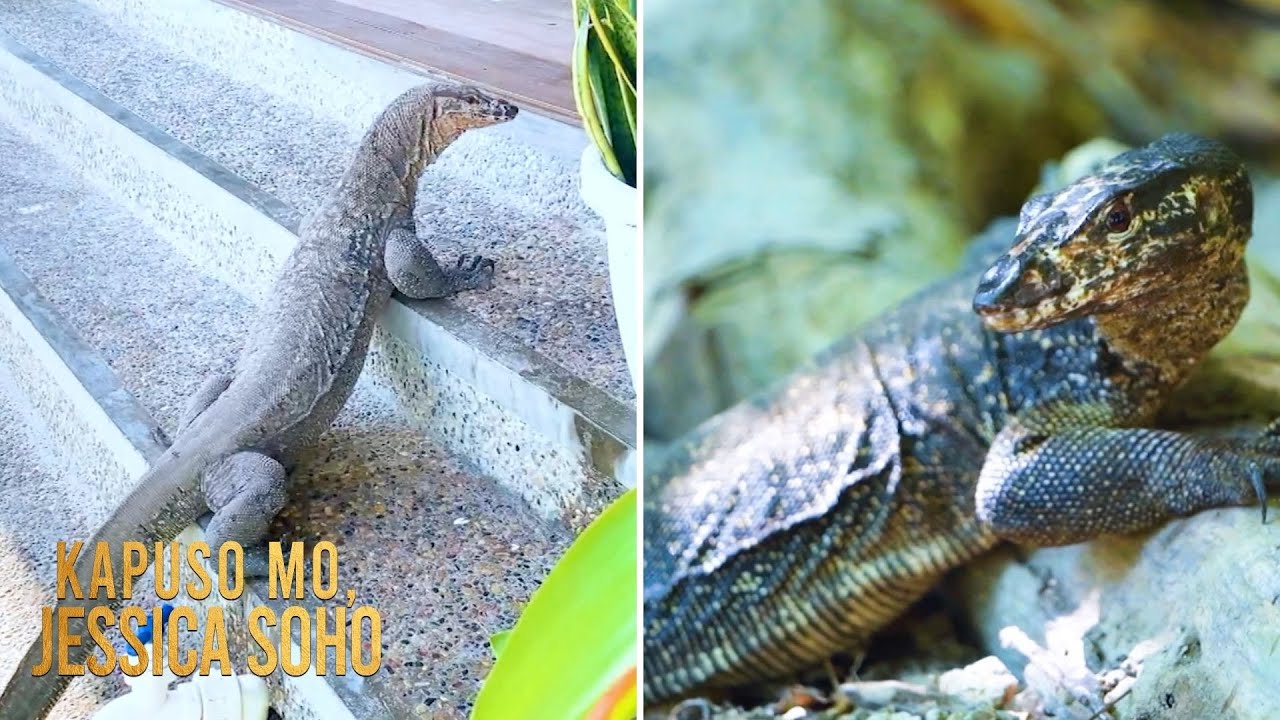 Mga monitor lizard o bayawak, sinasalubong ang mga turista sa Palawan ...