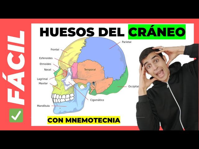 Anatomía De Los Huesos Del Cráneo Anatomía Esquelética Anterior: