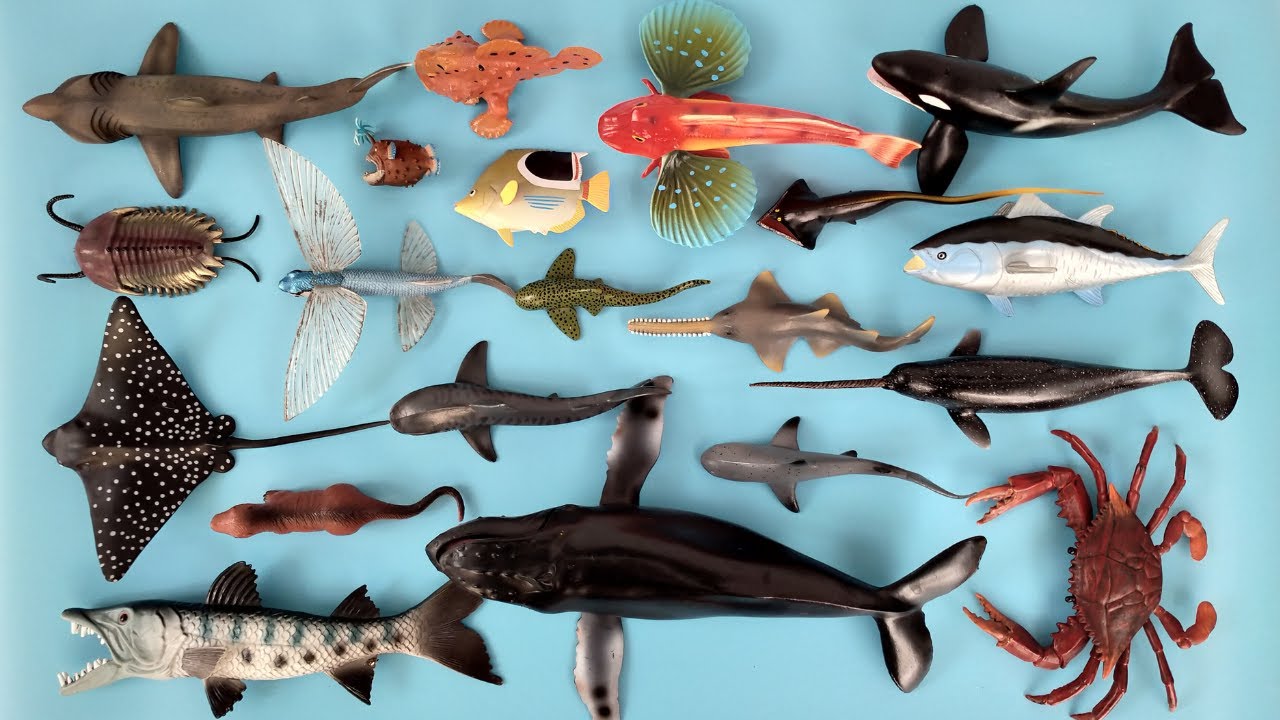 Hewan Laut Hiu Salmon, Paus Orca, Ikan Kodok, Torani, Pari, Barakuda ...