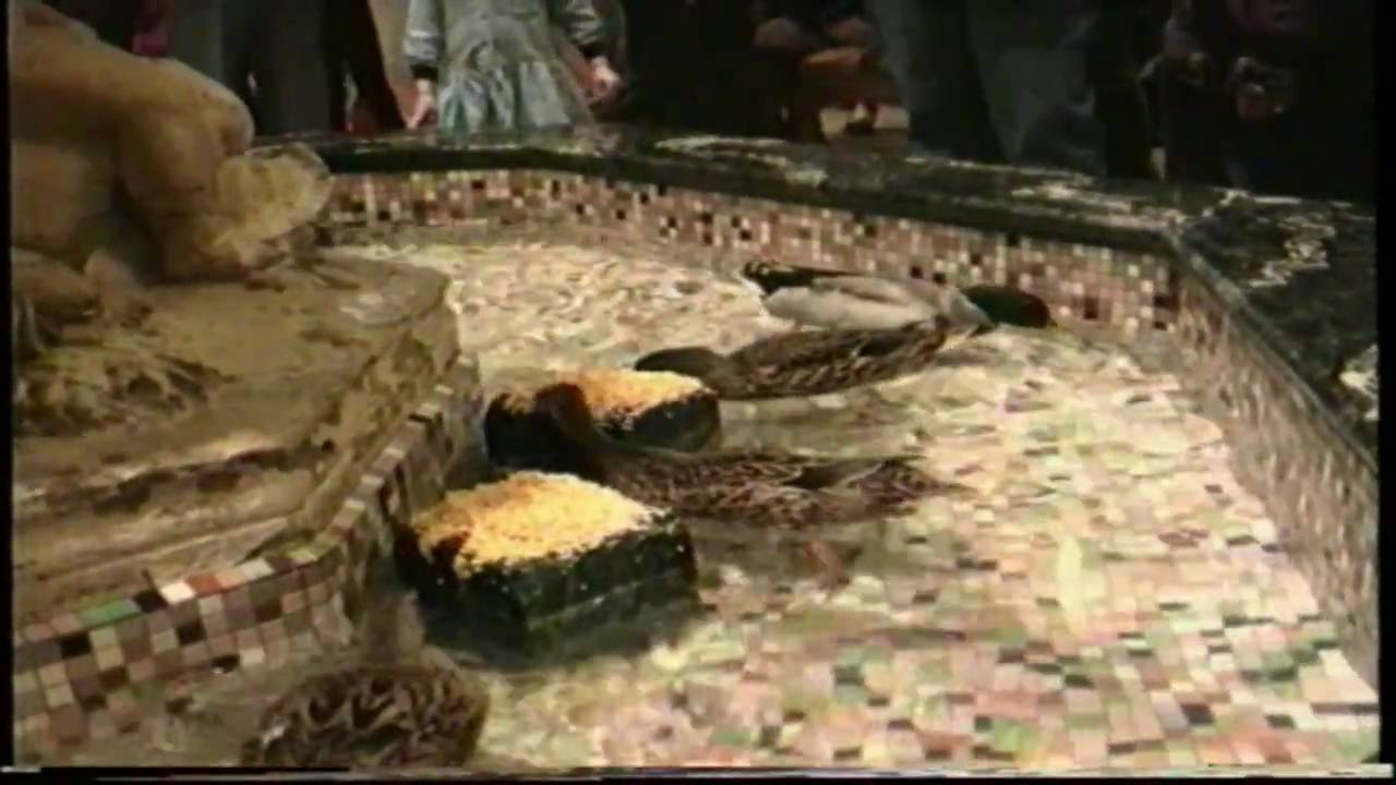 PEABODY DUCKS AT THE PEABODY HOTEL MEMPHIS. - YouTube