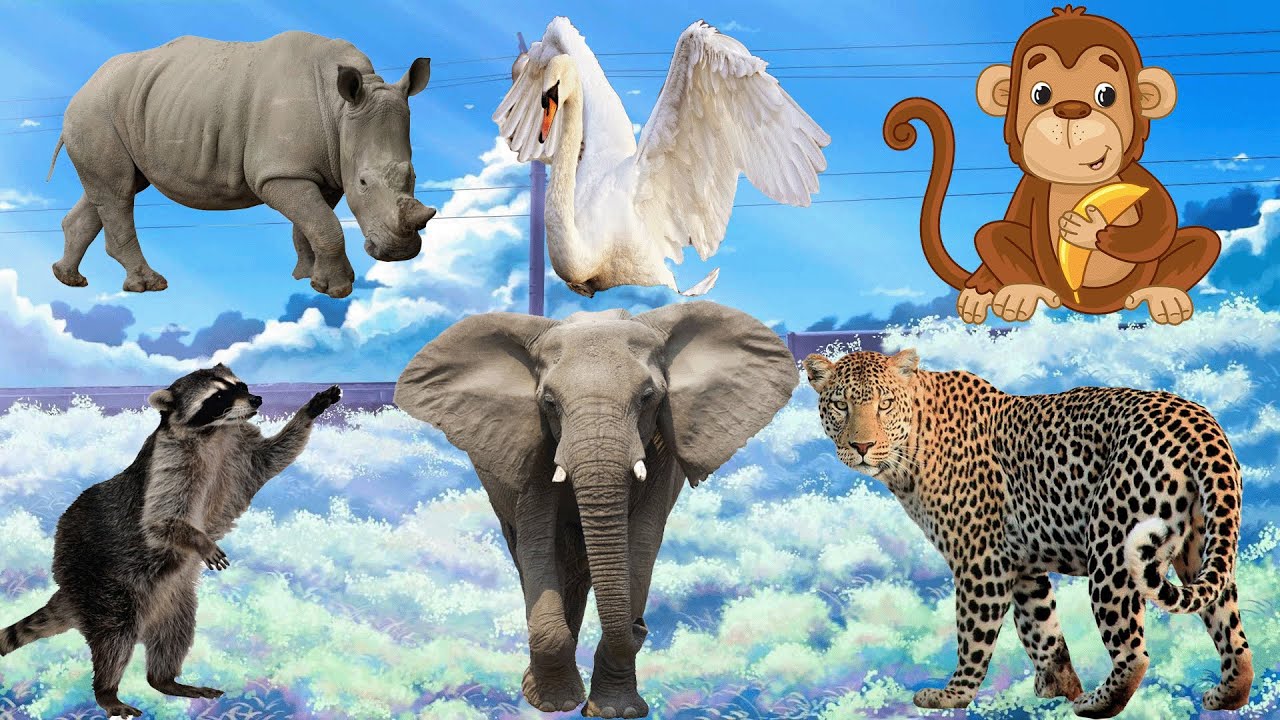 learn about the animals there is in the universe elephant, pig, dog ...