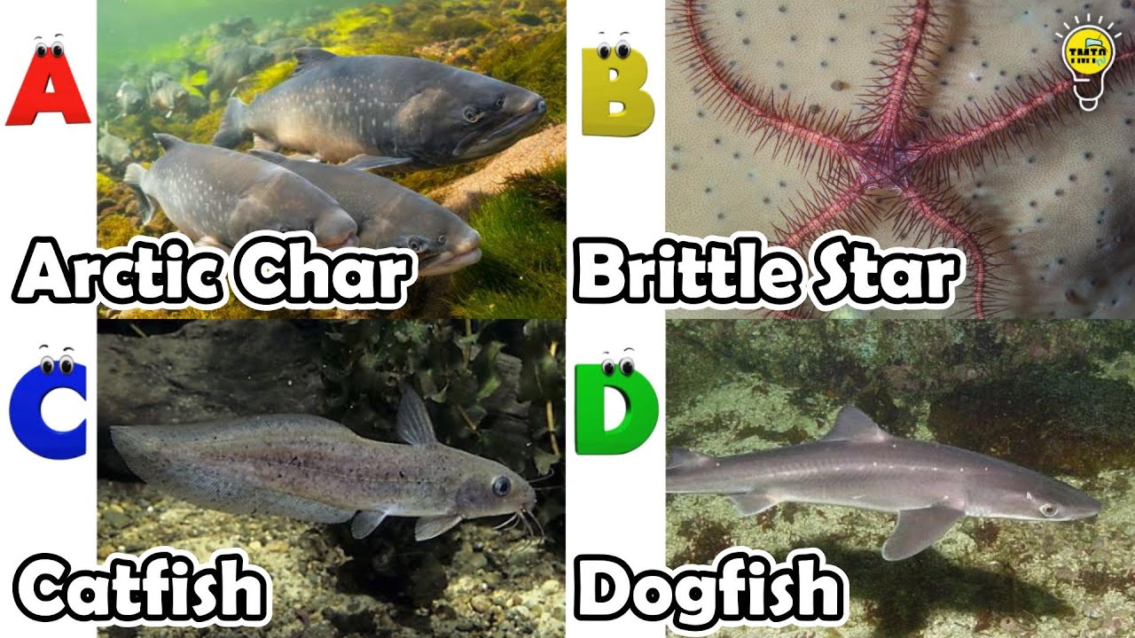 Cute ocean animals | ABC phonics animals | ABC Sea Animals song ...