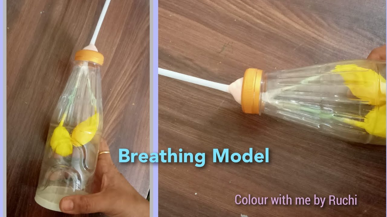Breathing Model / lungs model # sciencemodel #colourwithmebyruchi # ...