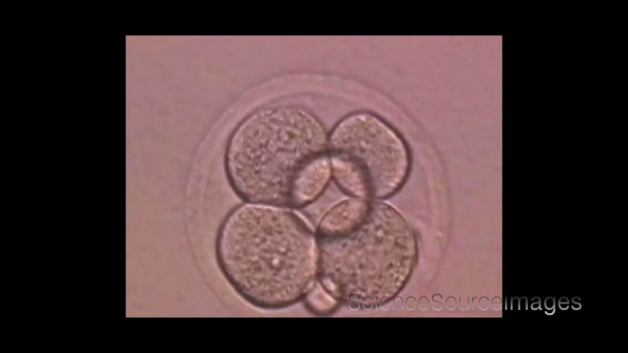 Developing human embryo, microscope view - YouTube