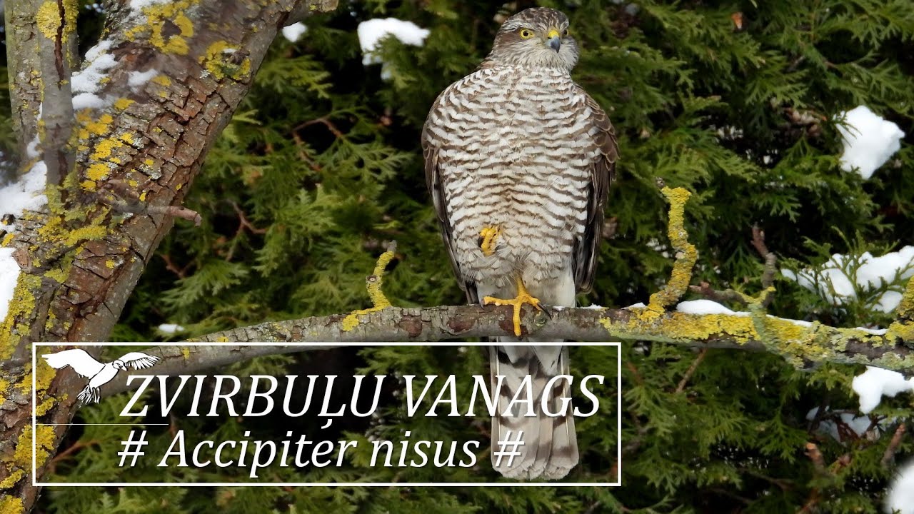 Putni / Birds : ZVIRBUĻU VANAGS / Accipiter nisus /. Nikon P1000 - YouTube