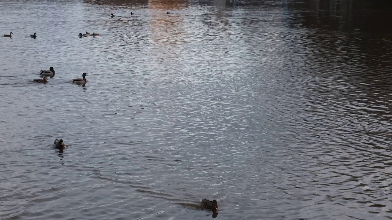 Canon PowerShot G9X : Full HD video test