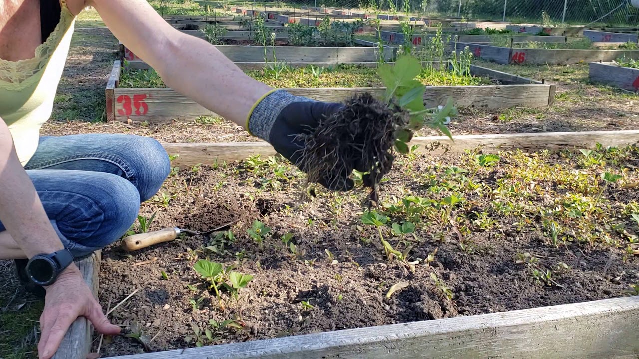 HOW TO PICK FREE STRAWBERRY PLANTS - YouTube