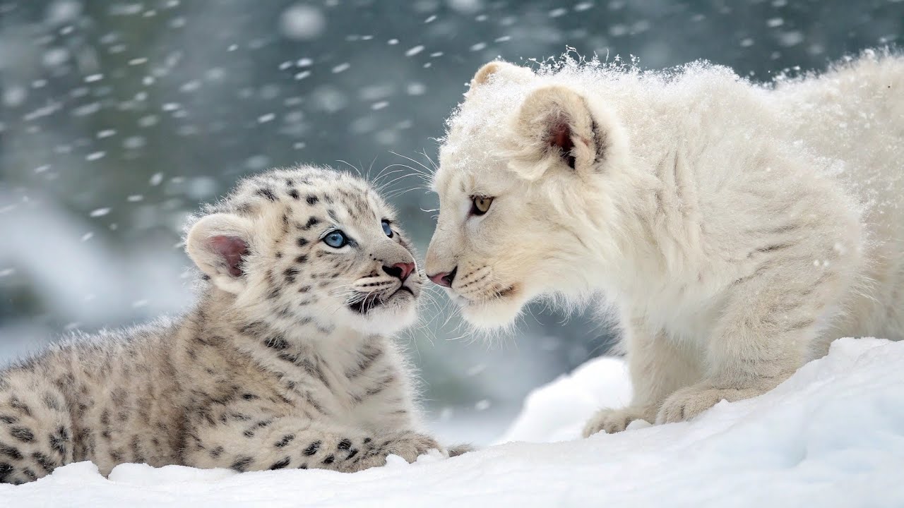 Adorable Duo | White Lion Cub With Snow Leopard Cub ️ - YouTube