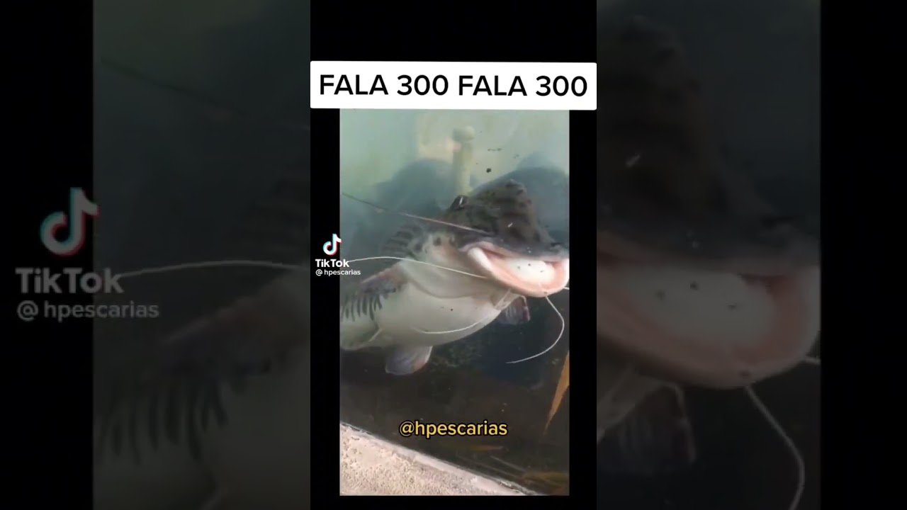 fala 300 fala 300 Tigas - YouTube