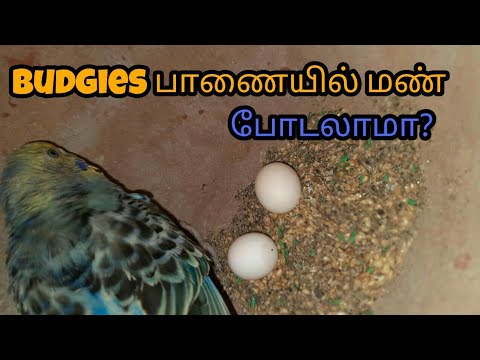 can we put Sand inside the budgies pot?தமிழ் - YouTube