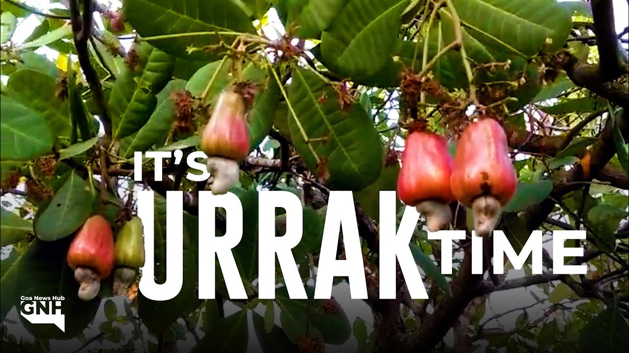 It's Urrak Time | Cashew Cultivation and it's Byproducts | GNH - YouTube