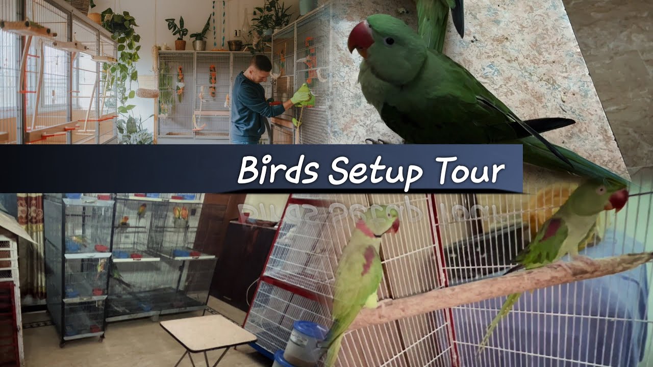 Birds setup tour and cleaning | Vlog 04 | Birds breeding setup - YouTube