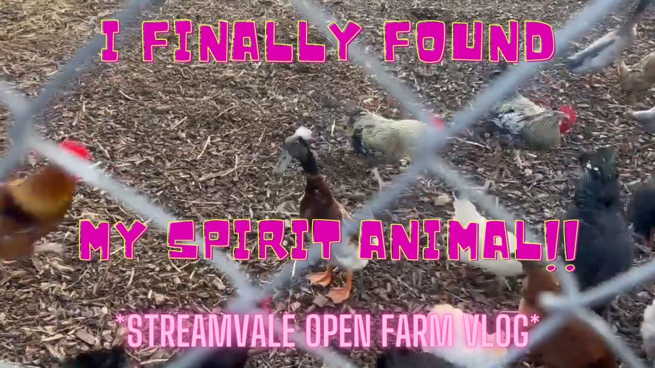 Streamvale Farm & plenty of baby animals!! - YouTube