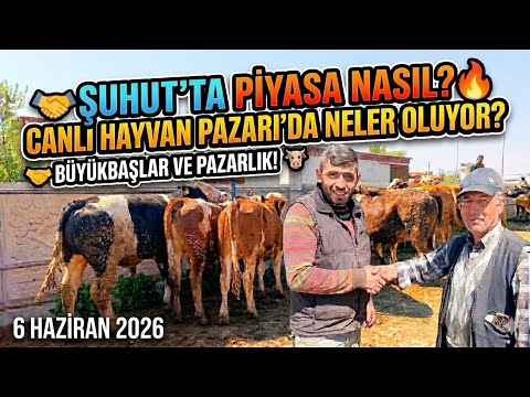ŞUHUT CANLI HAYVAN PAZARI 6 HAZİRAN 2026 - GÜNCEL PİYASA - BİTEN PAZARLIKLAR - KALİTELİ İNEKLER DANA