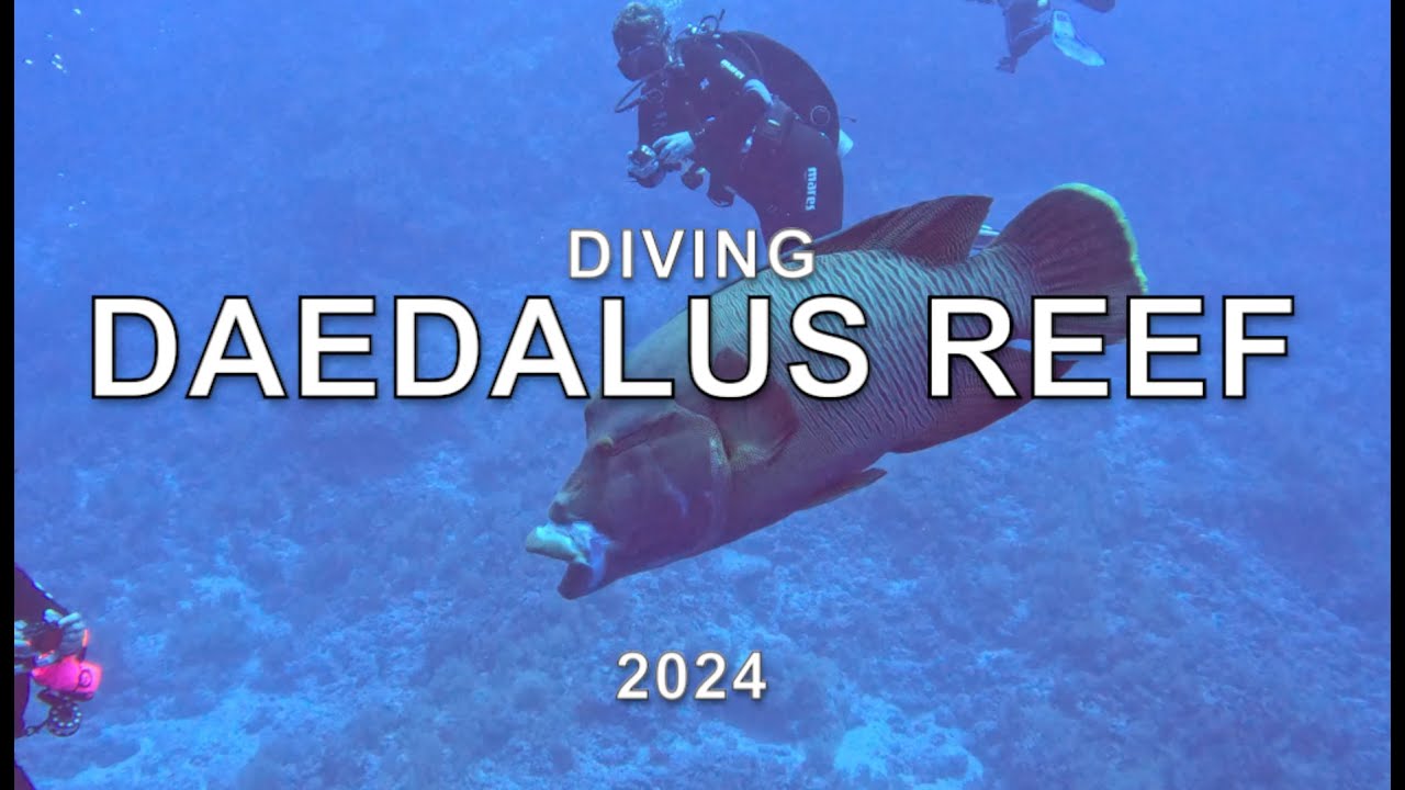 Diving the Daedalus Reef in the Red Sea - Episode 1 - YouTube