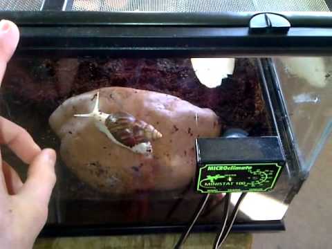 giant african land snail terrarium - YouTube