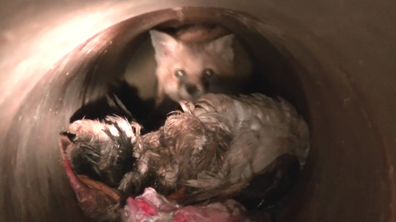 Fox rearing and illegal hunting at the Pytchley Hunt 172799369 - YouTube