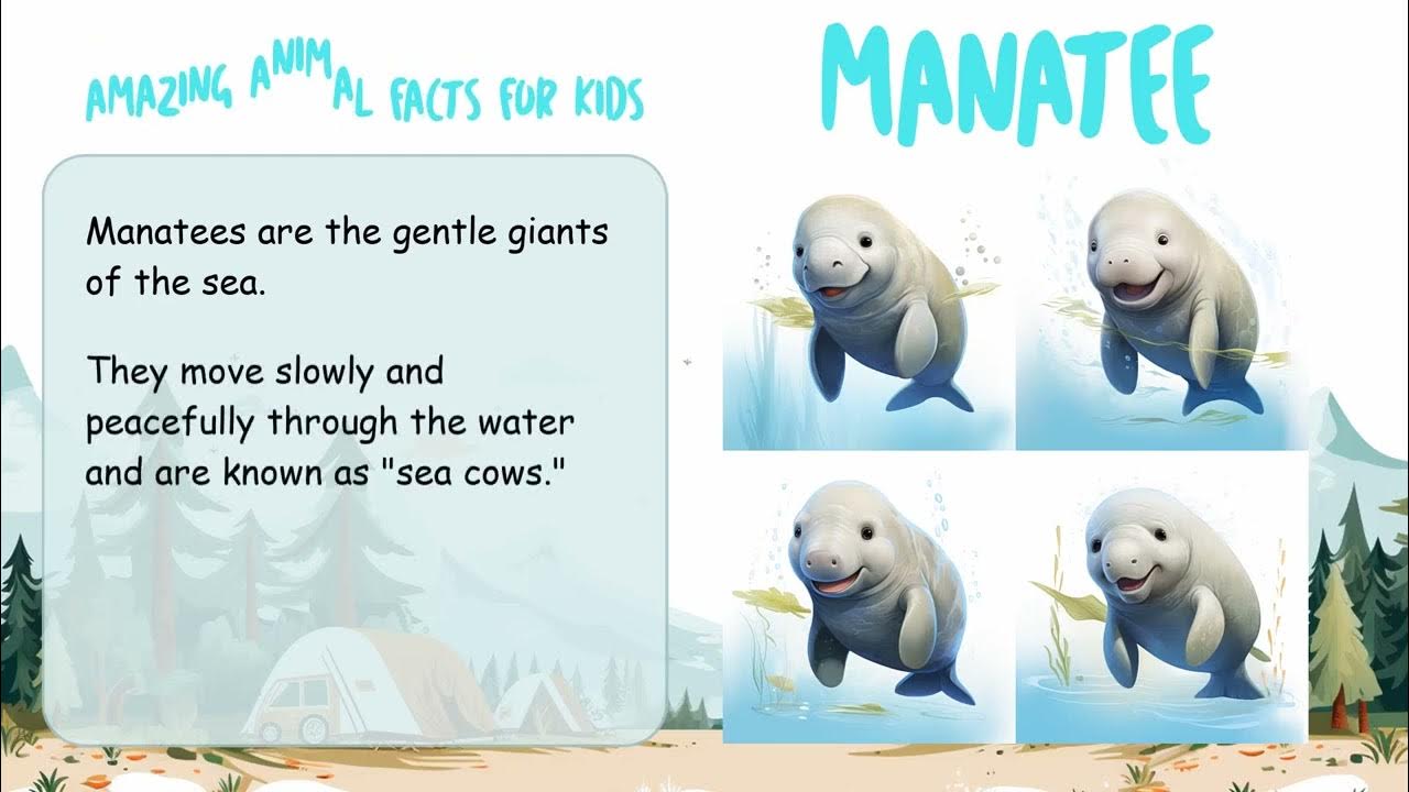 Amazing Animal FACTS for KIDS: Manatees are the gentle giants of the ...