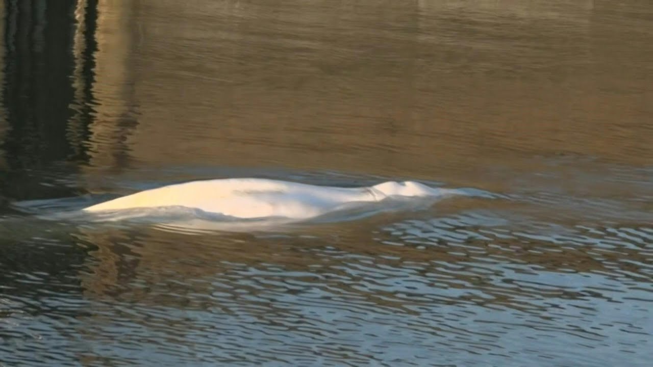 Beluga emerges from water ahead of extraction operation | AFP - YouTube