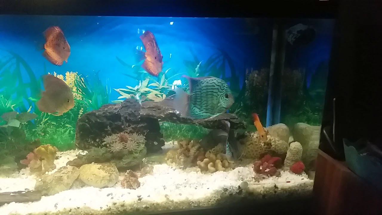 Discuss aquarium - YouTube