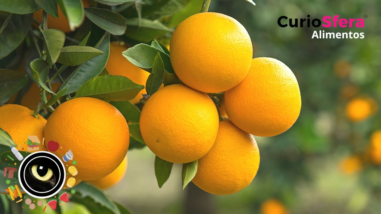 Cómo es el naranjo 🌳 - YouTube
