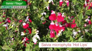 Salvia