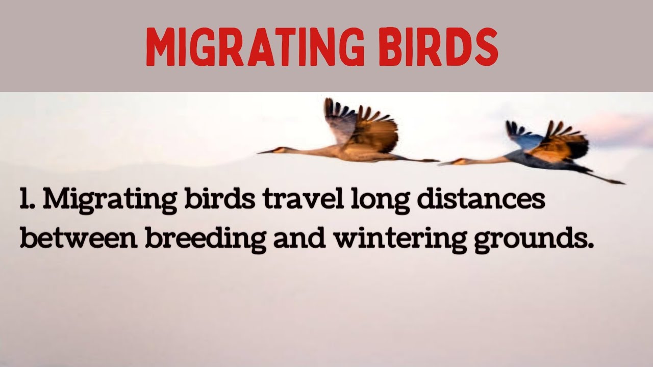 10 lines essay on migrating birds/migrating birds essay in English ...