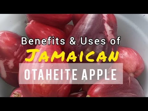 Amazing Benefits & Uses of Otaheite Apples pt 2 || Jamaican Fruits🇯🇲 ...