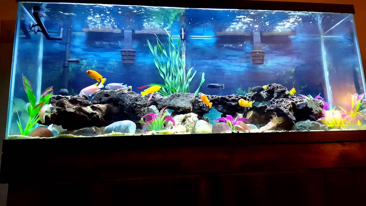 Amazing 55 gallon african mbuna tank - YouTube