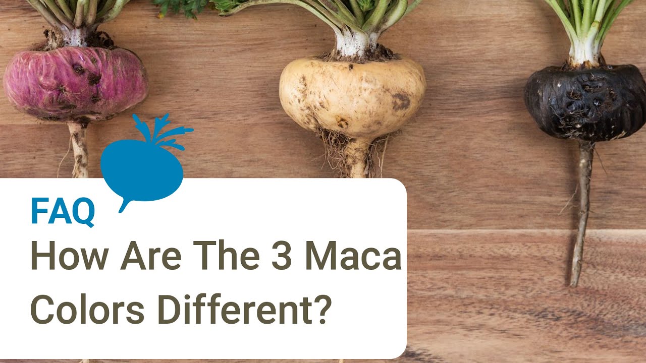 Exploring The Different Colors Of Maca Root - YouTube