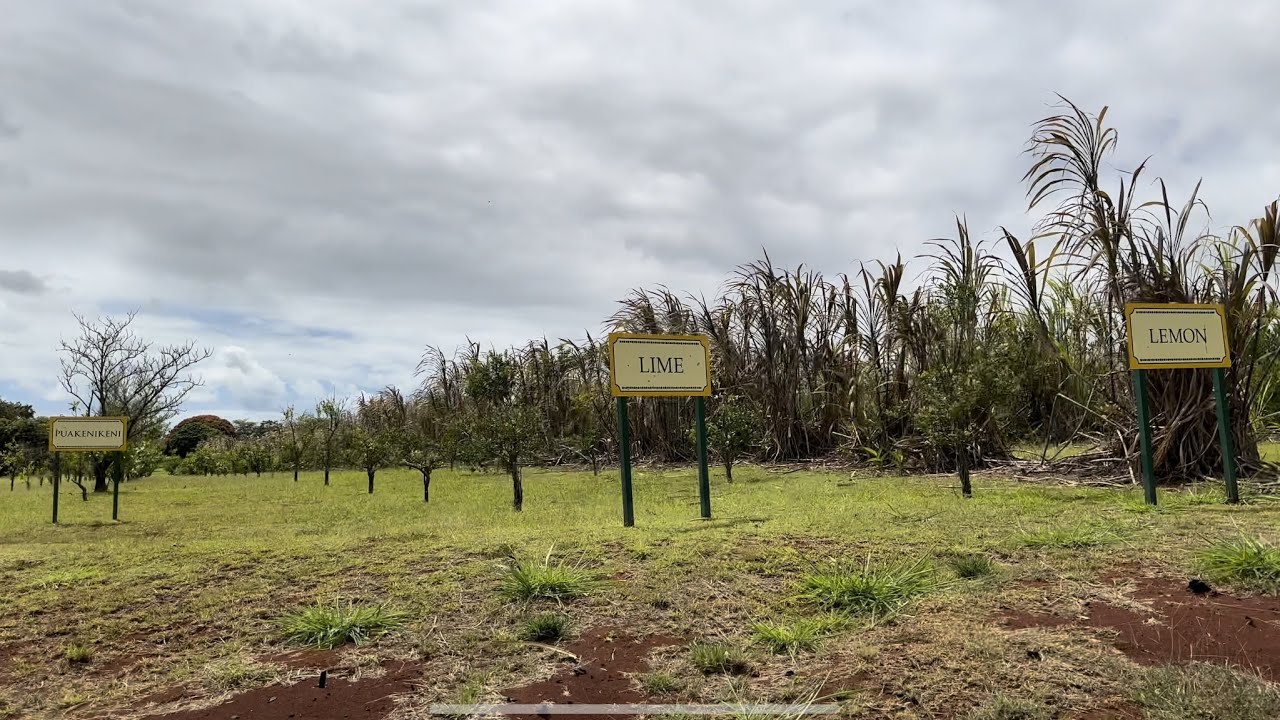 Hawaii Dole Plantation Pineapple Express Full Train Ride - YouTube